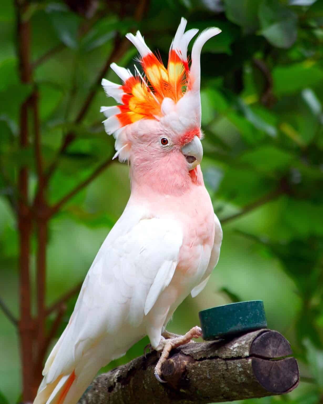 How Much Does a Cockatoo Cost? (2025 Updated)