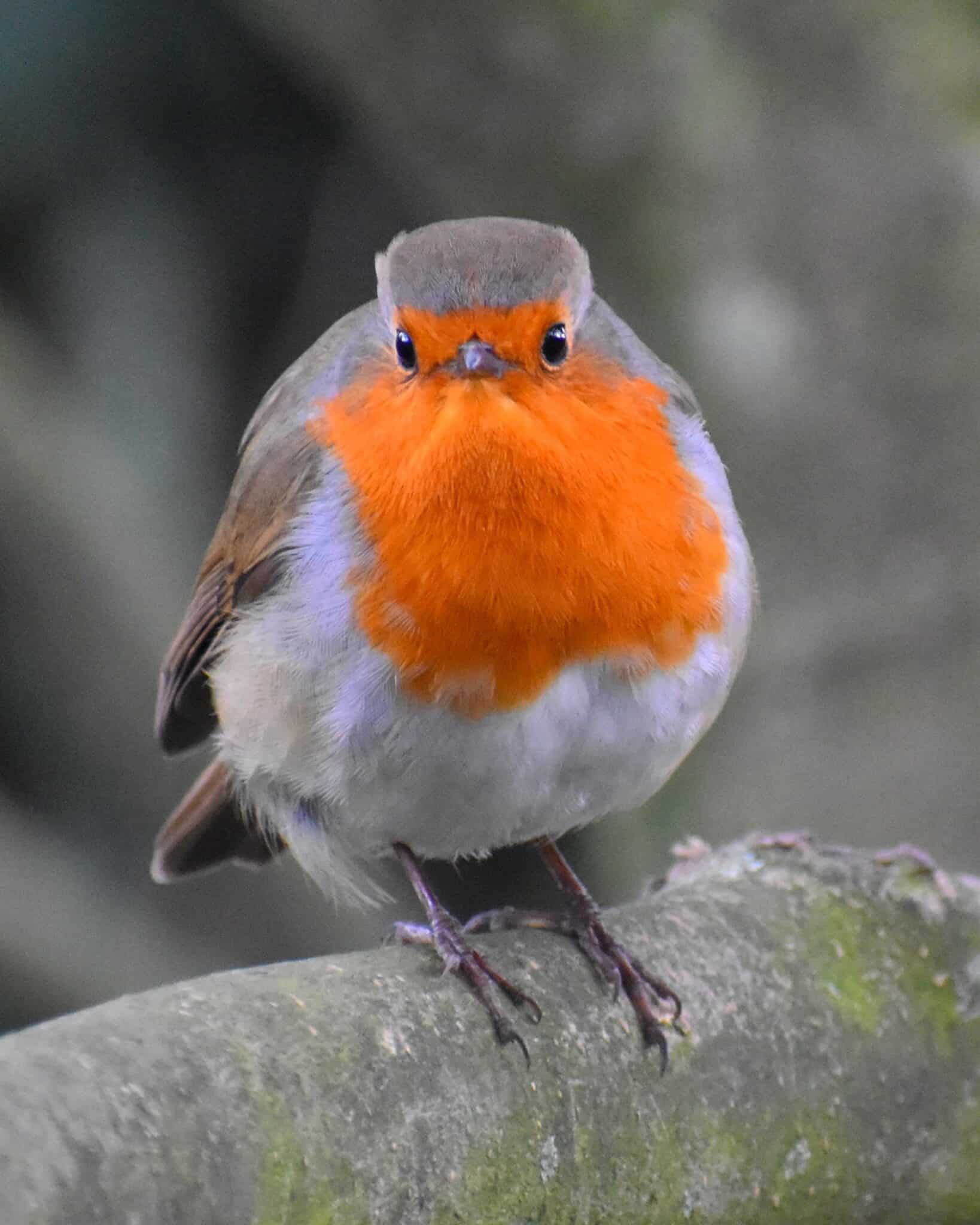 Male vs. Female Robins: 9 Main Differences Explained