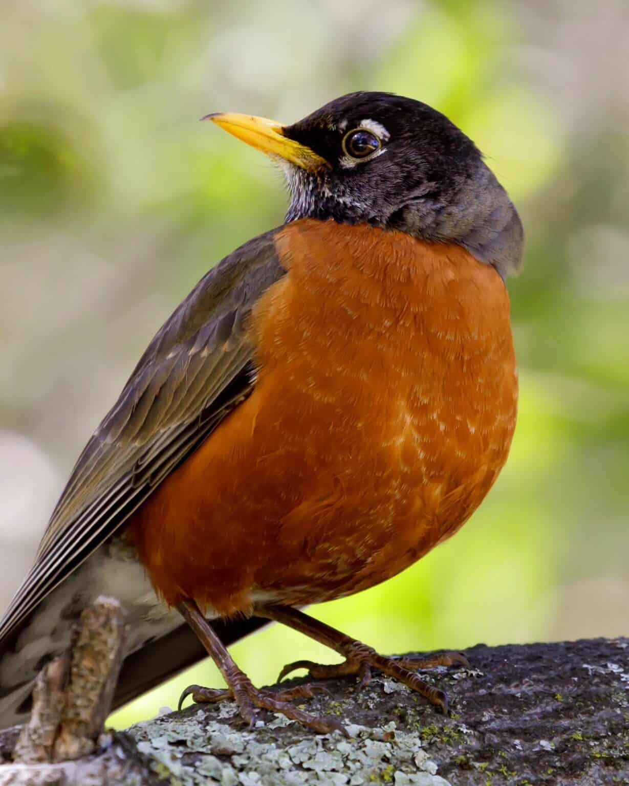 Male vs. Female Robins: 9 Main Differences Explained