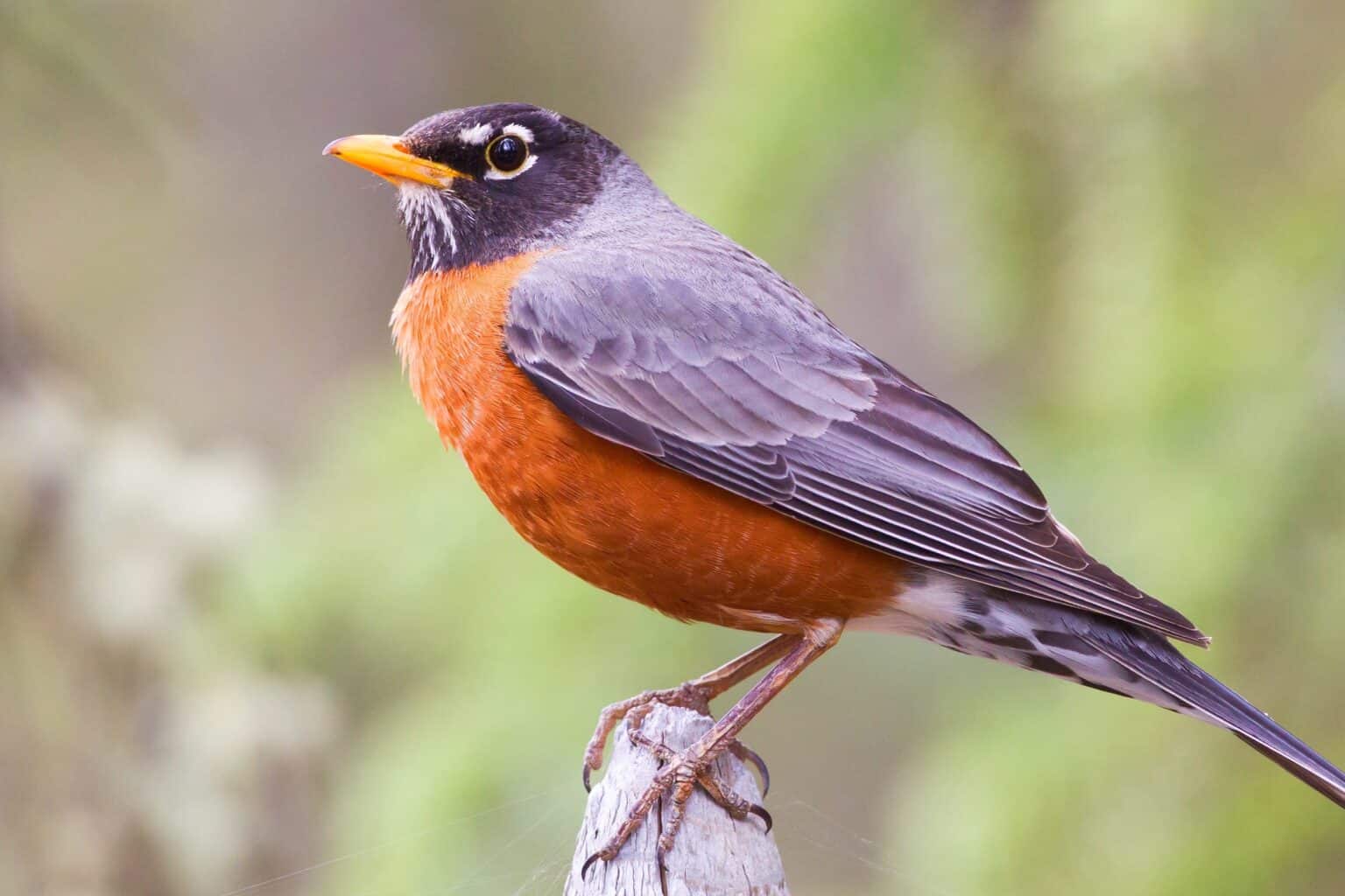 Male vs. Female Robins: 9 Main Differences Explained