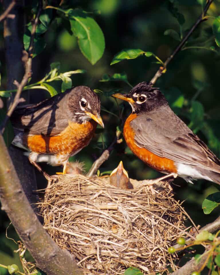 Male vs. Female Robins: 9 Main Differences Explained