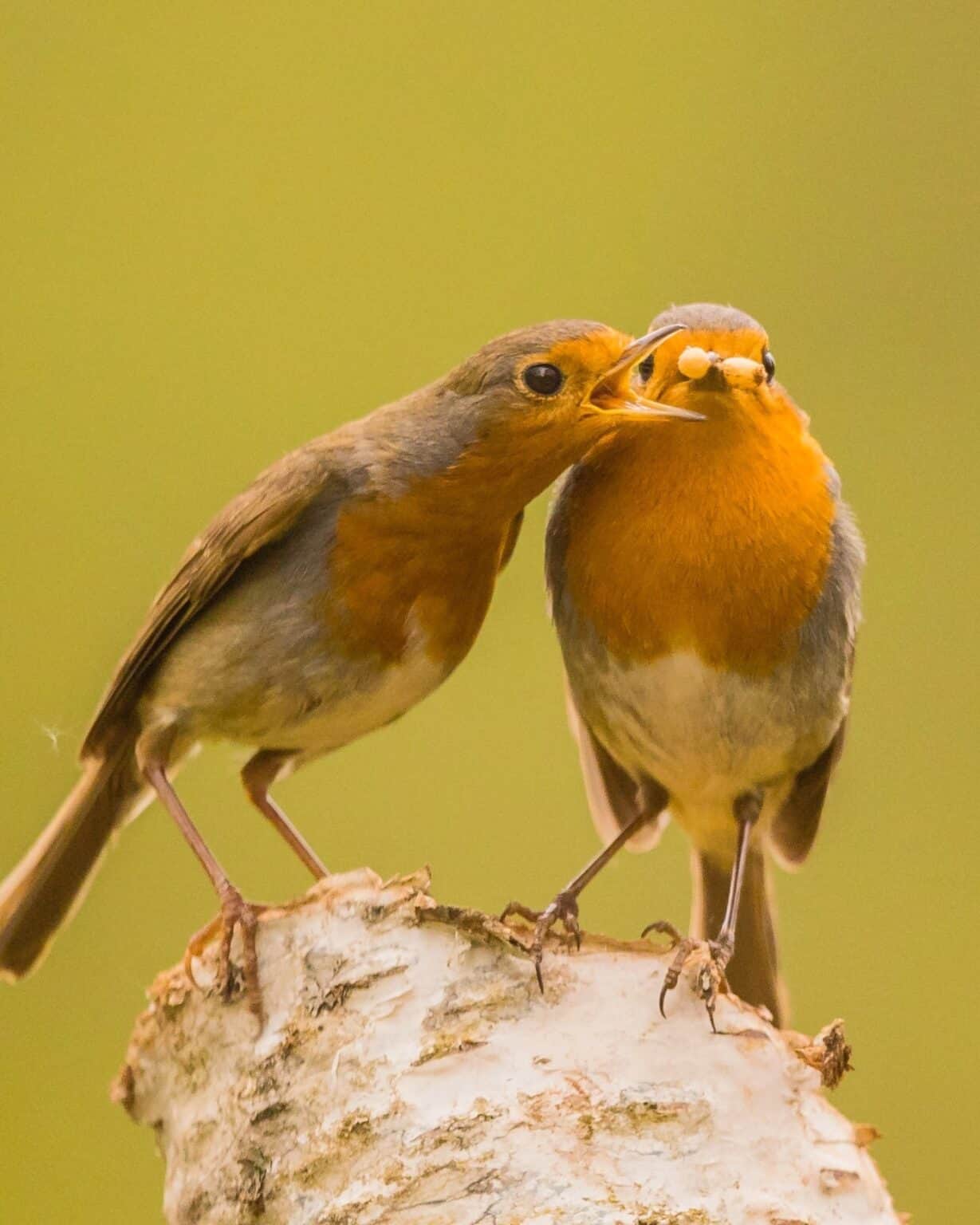 Male vs. Female Robins: 9 Main Differences Explained