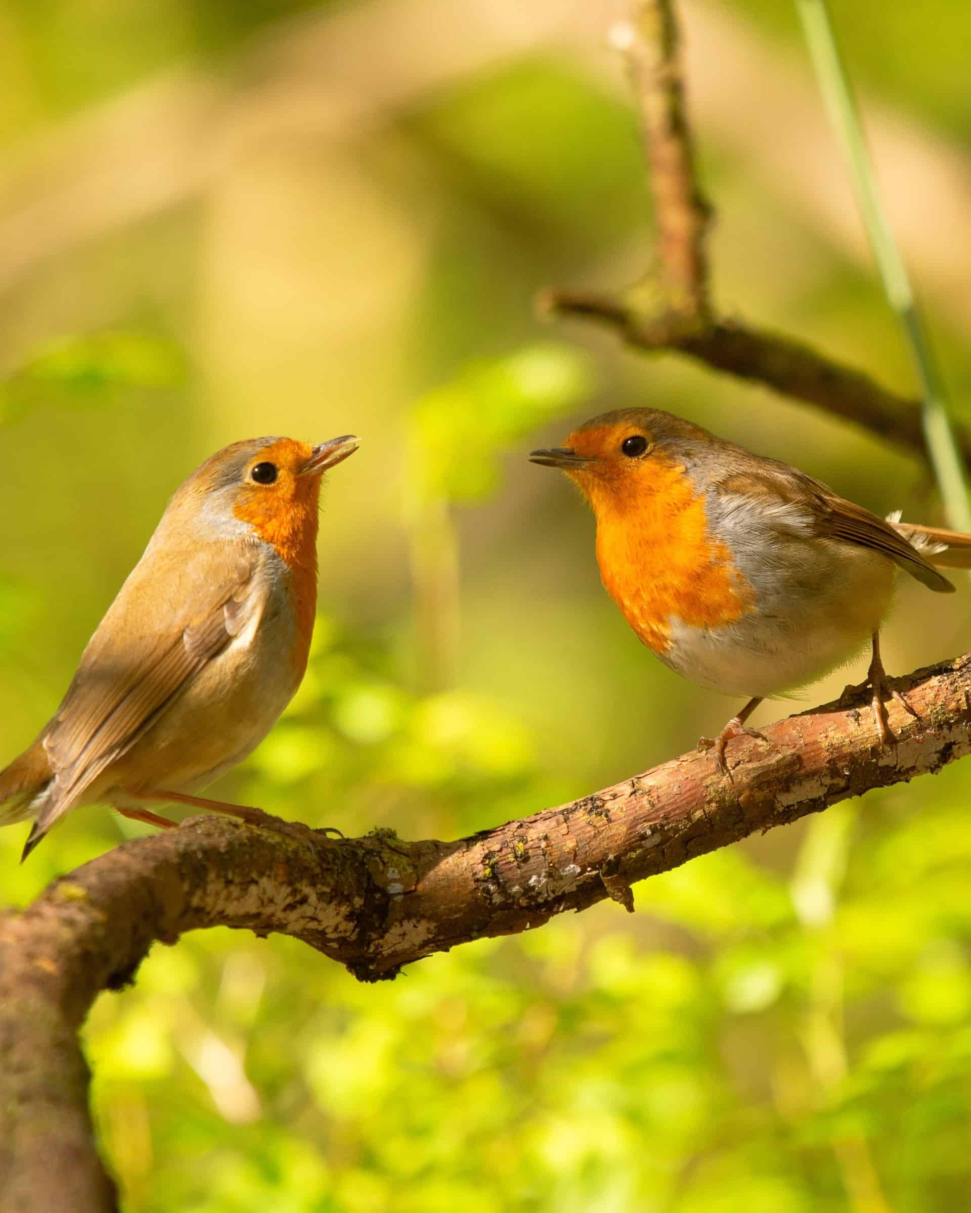 Male vs. Female Robins: 9 Main Differences Explained