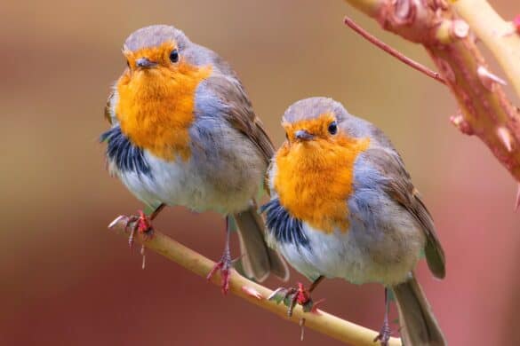 Male vs. Female Robins: 9 Main Differences Explained