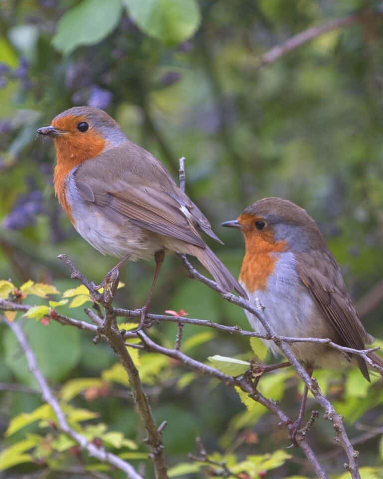 Male vs. Female Robins: 9 Main Differences Explained