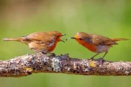Male vs. Female Robins: 9 Main Differences Explained