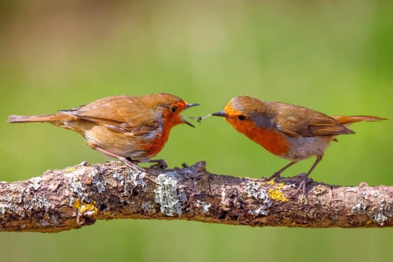 Male vs. Female Robins: 9 Main Differences Explained