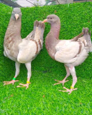 59 Different Types of Pigeons (With Pictures & Names)