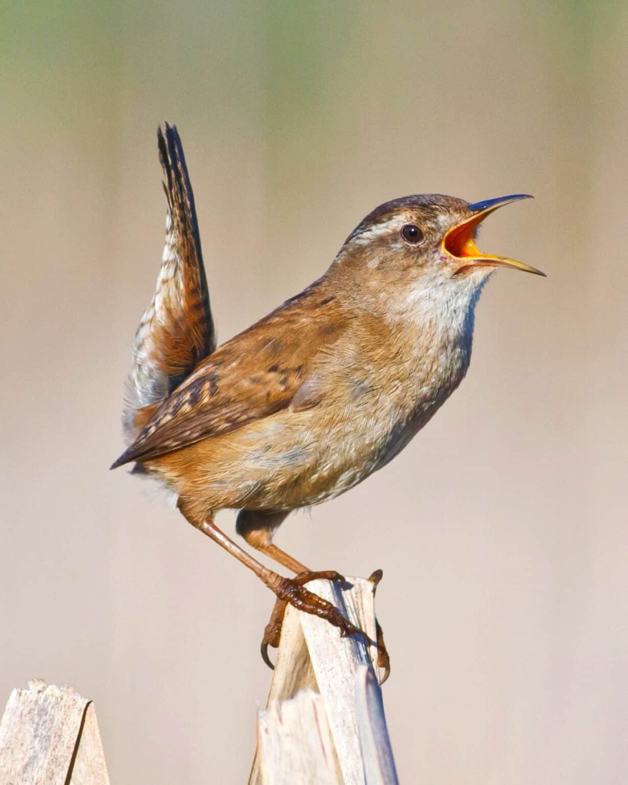 24 Small Birds With Long Beaks - Bird Helpful