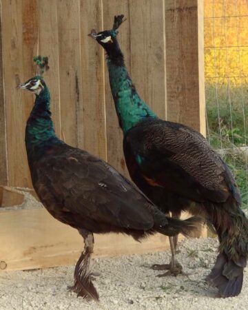 Peacock Colors, Patterns & Varieties (With Pictures)