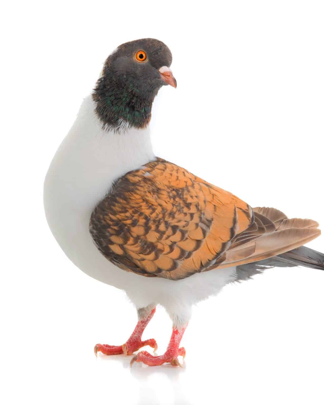 59 Different Types of Pigeons (With Pictures & Names)