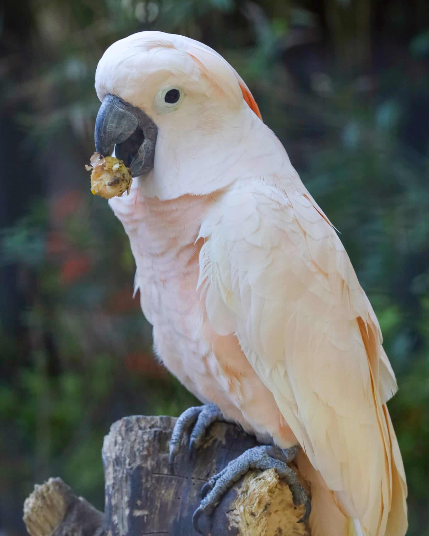 How Much Does a Cockatoo Cost? (2025 Updated)