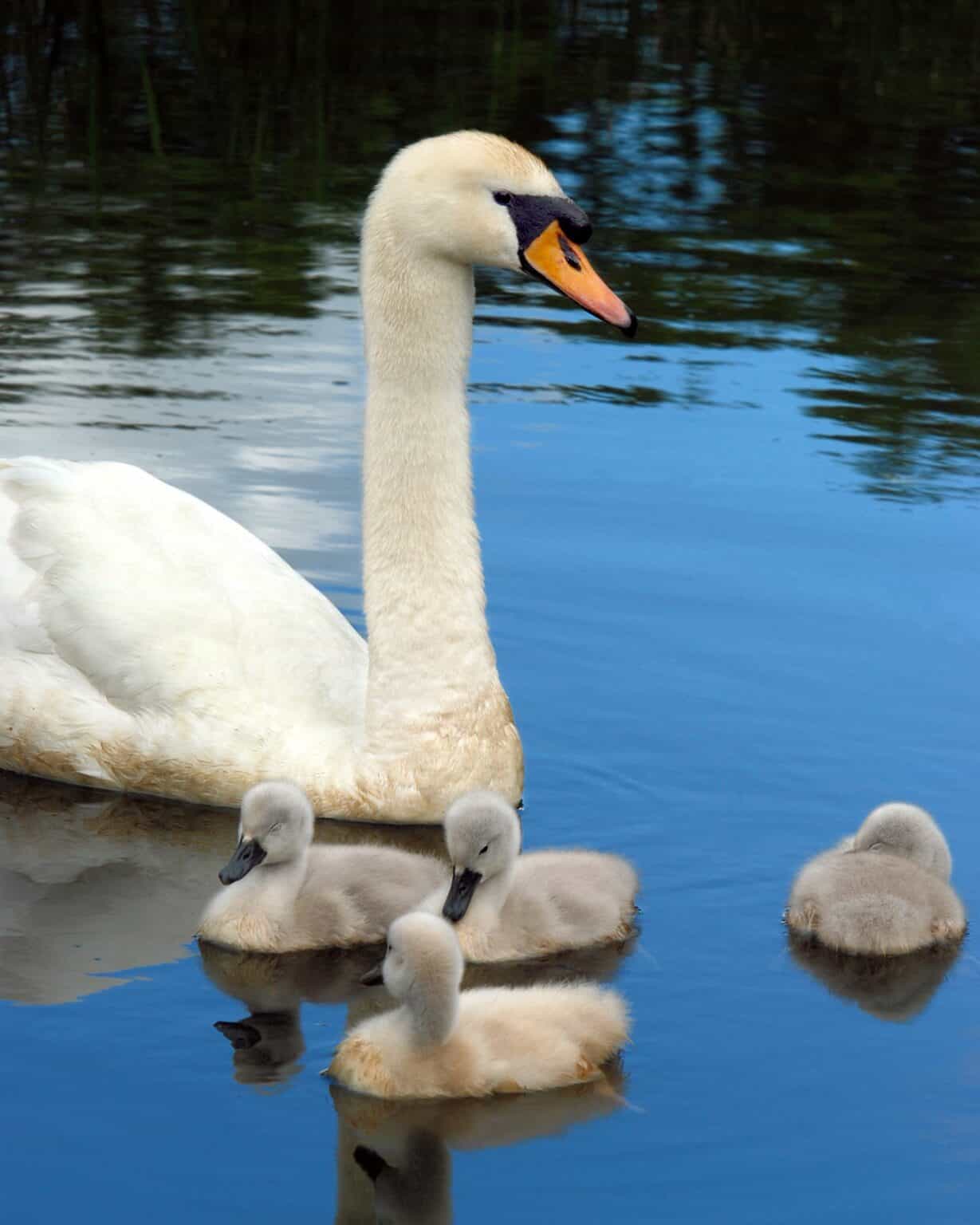 What Is a Baby Swan Called? - Facts and Pictures!