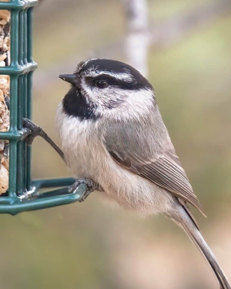 19 Birds With Black and White Heads