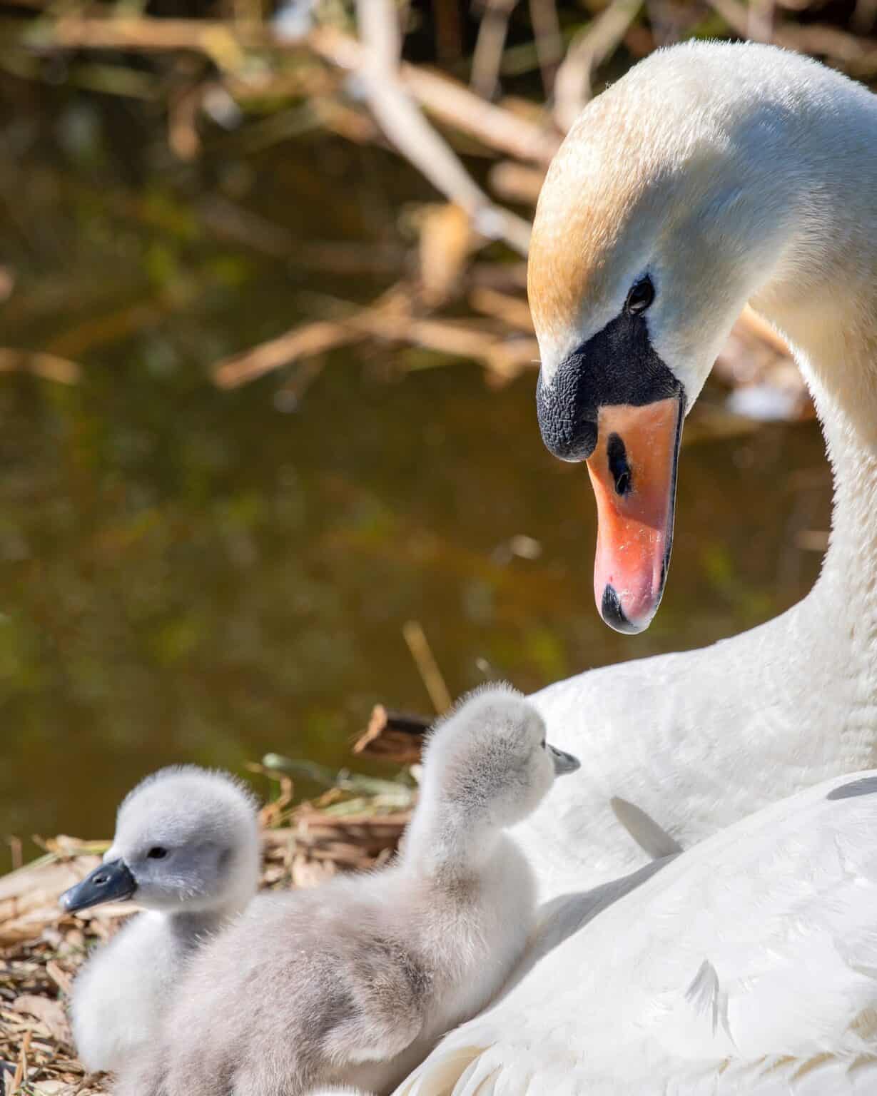 What Is a Baby Swan Called? - Facts and Pictures!