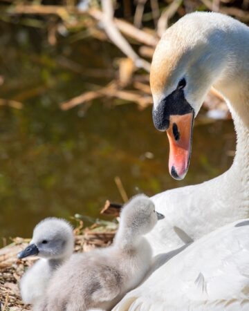 What Is a Baby Swan Called? - Facts and Pictures!