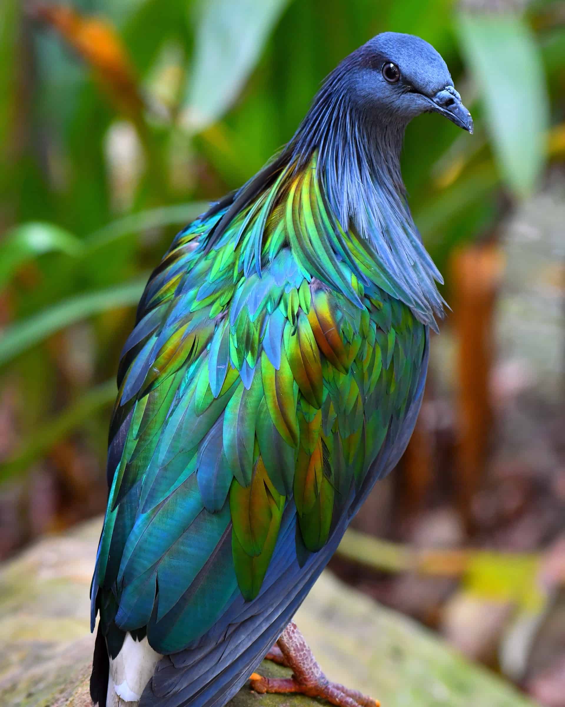 59 Different Types of Pigeons (With Pictures & Names)