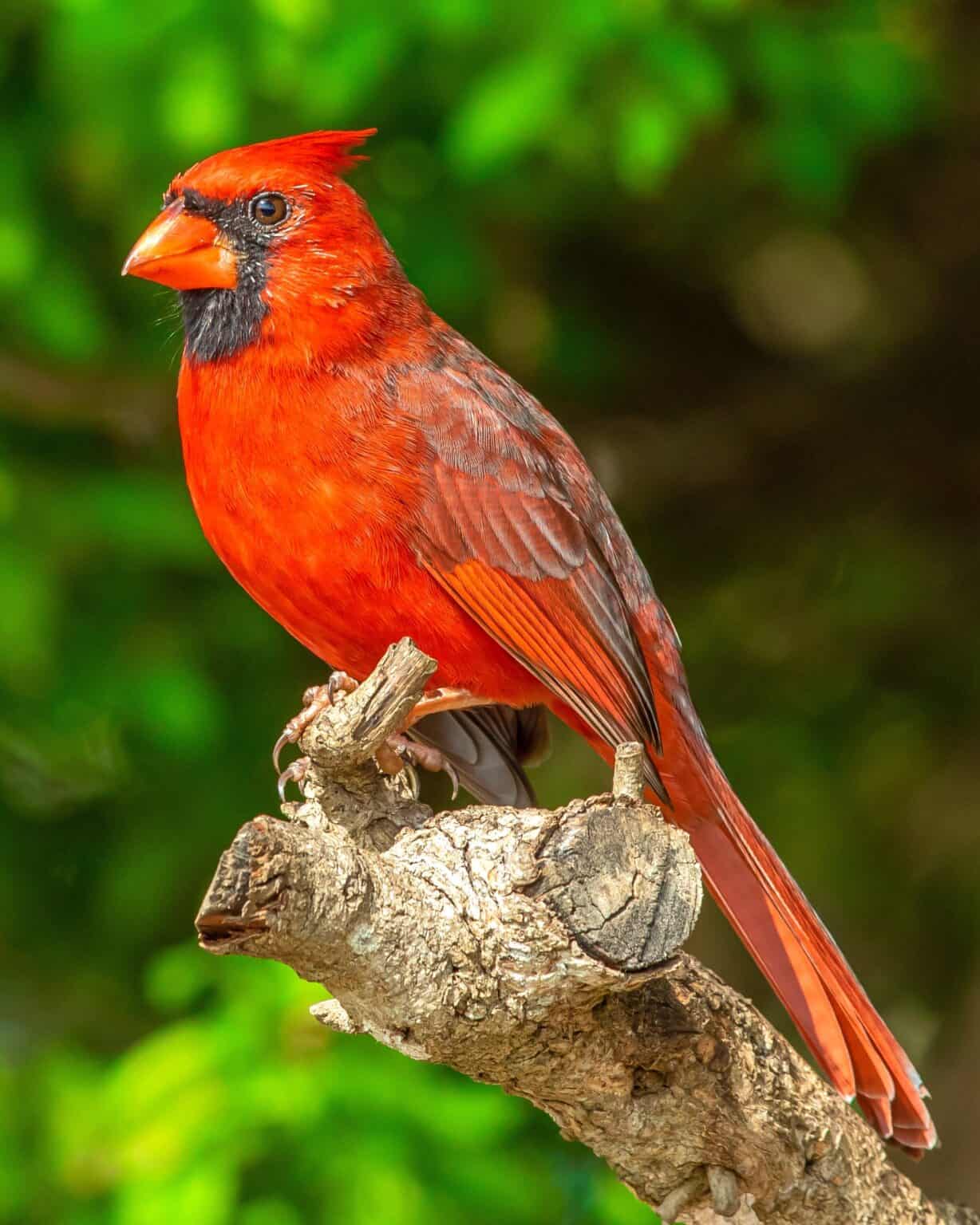 32 Species of Birds With Red Heads