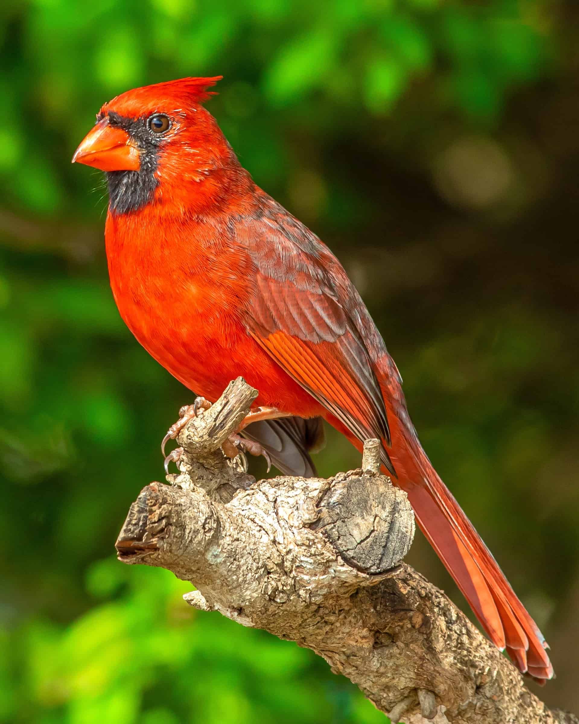 32 Species of Birds With Red Heads