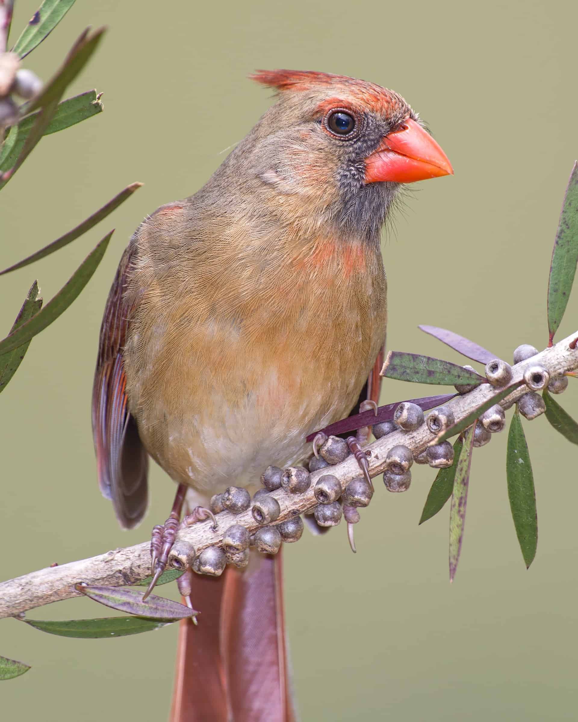 34 Black Birds With Red Heads - Bird Helpful