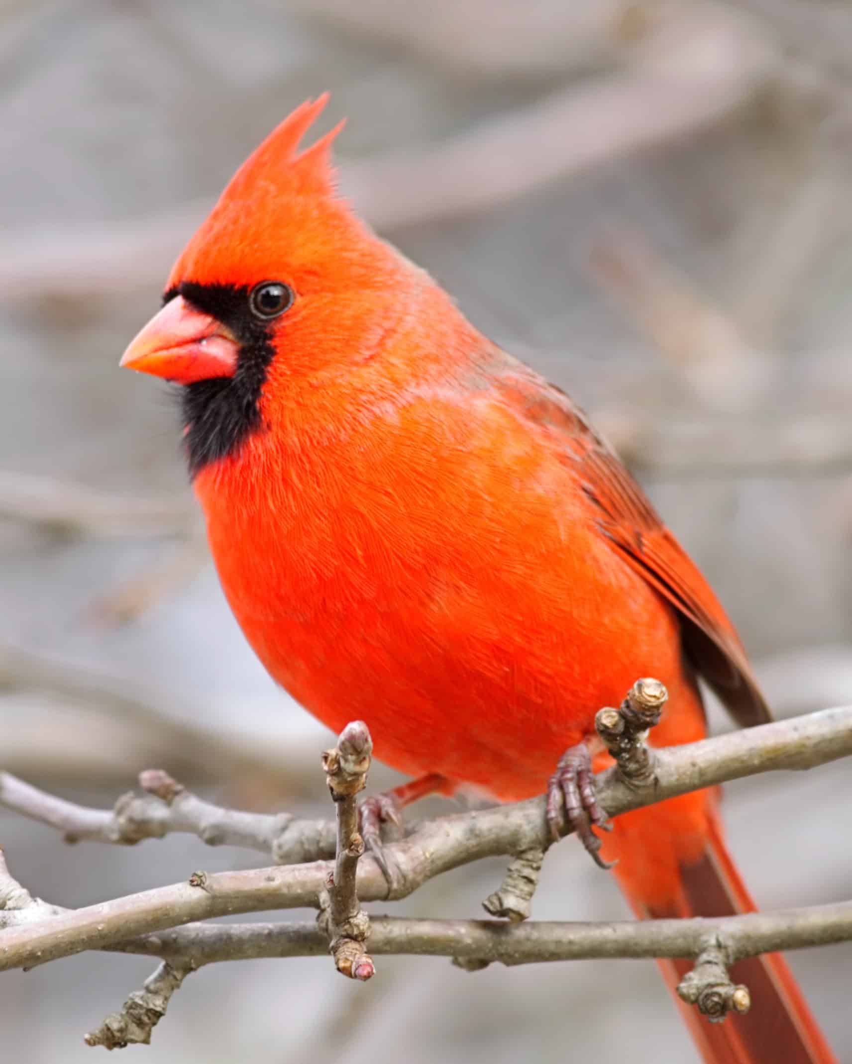 49 Birds With Orange Chests (With Pictures) - Bird Helpful