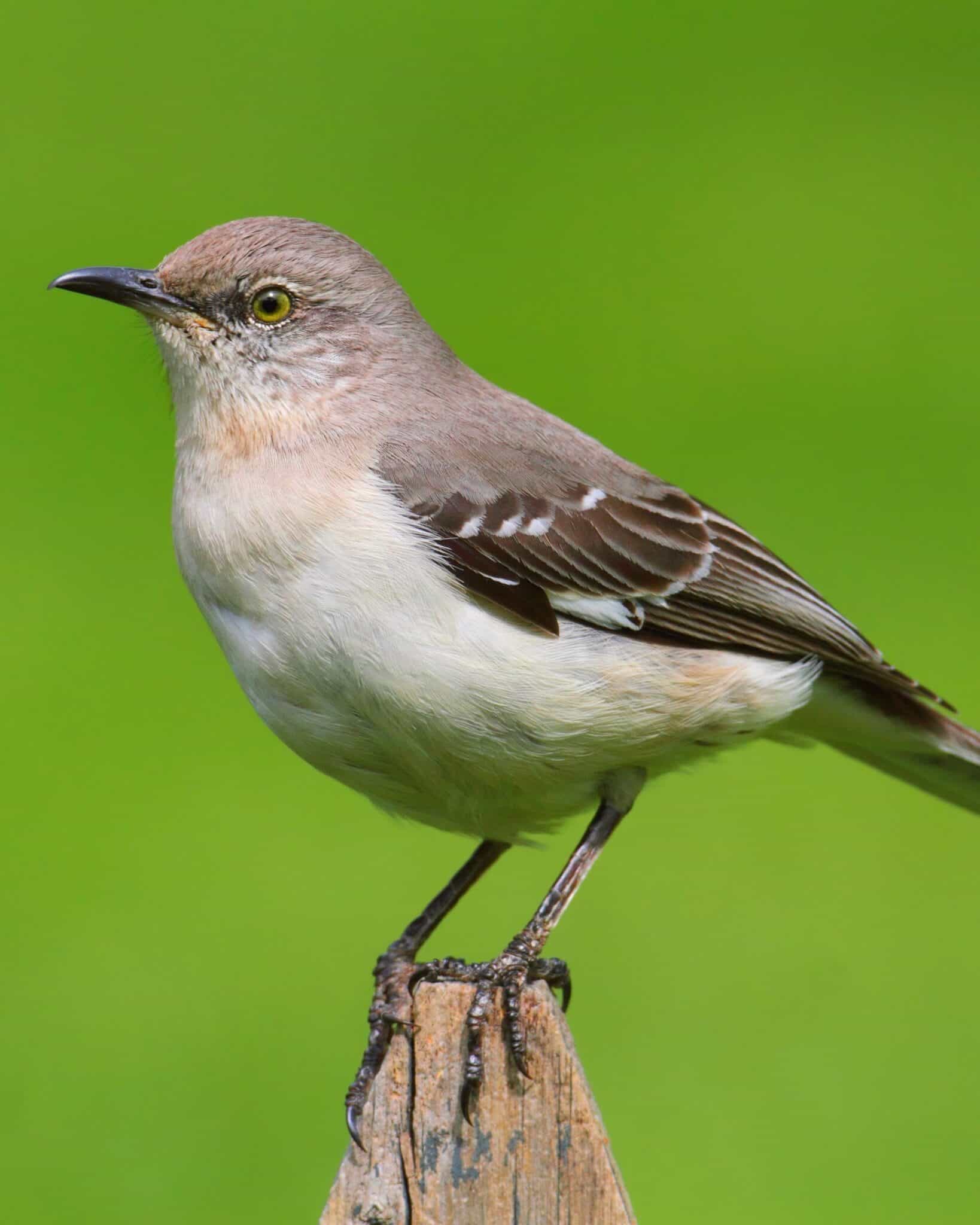33 Black Birds With White Stripes on Wings