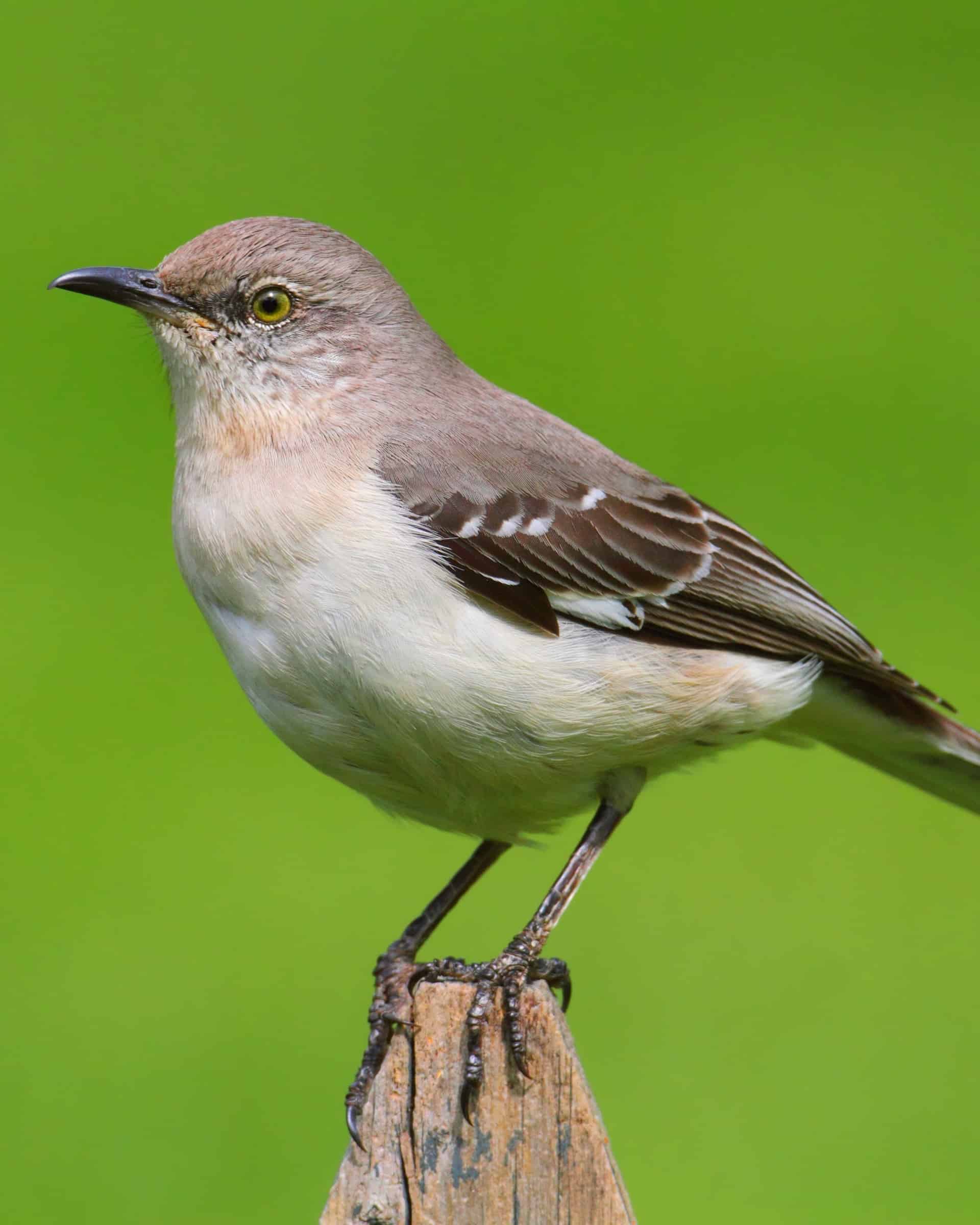 33 Black Birds With White Stripes on Wings