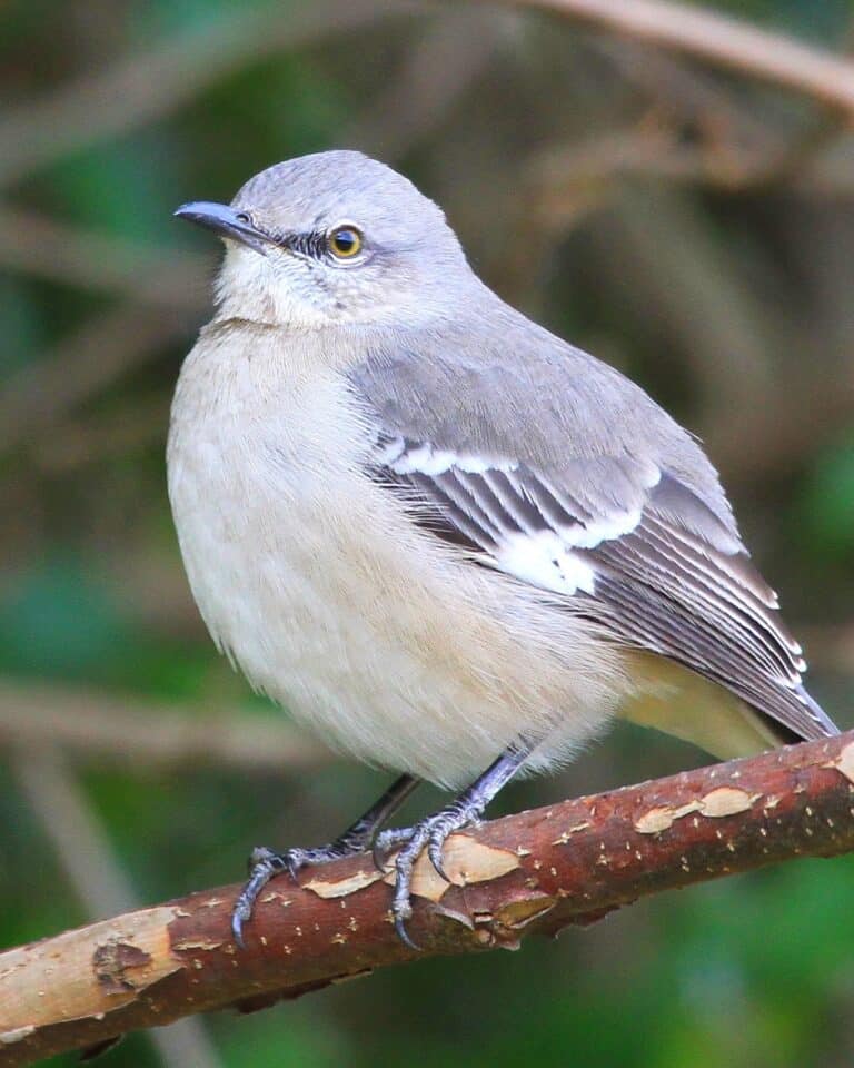 35 Birds With White Stripes On Wings