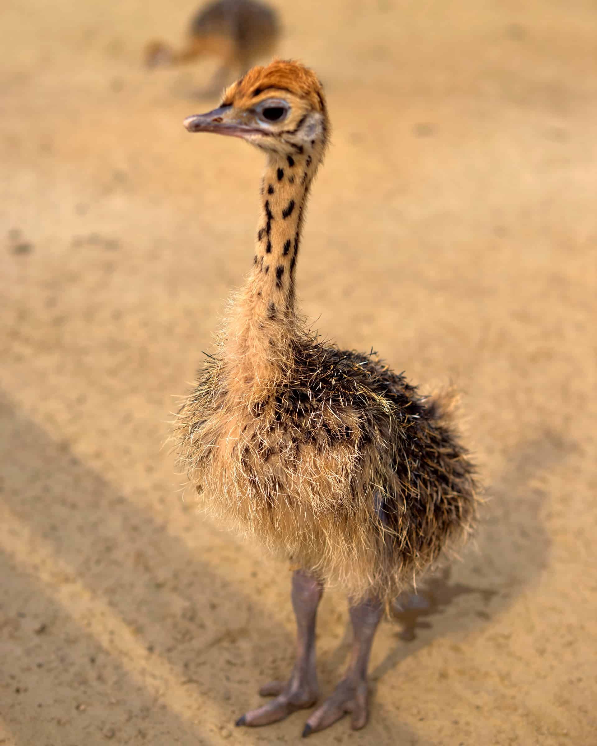What Is a Baby Ostrich Called? (Facts & Pictures!)