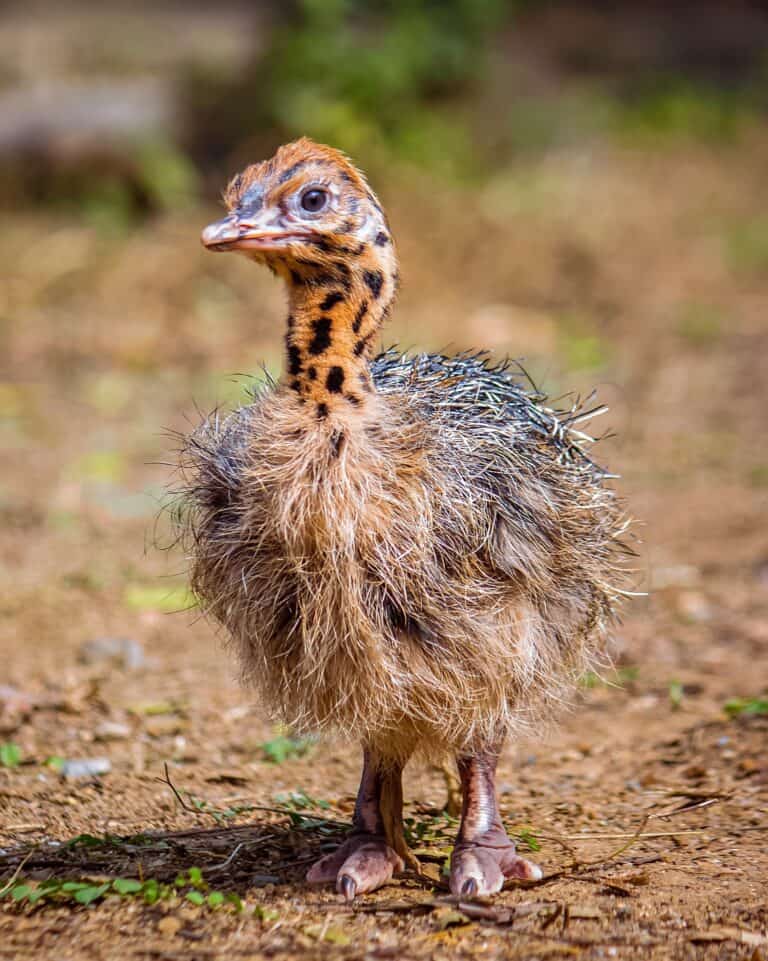 What Is a Baby Ostrich Called? (Facts & Pictures!)