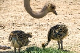 What Is a Baby Ostrich Called? (Facts & Pictures!)