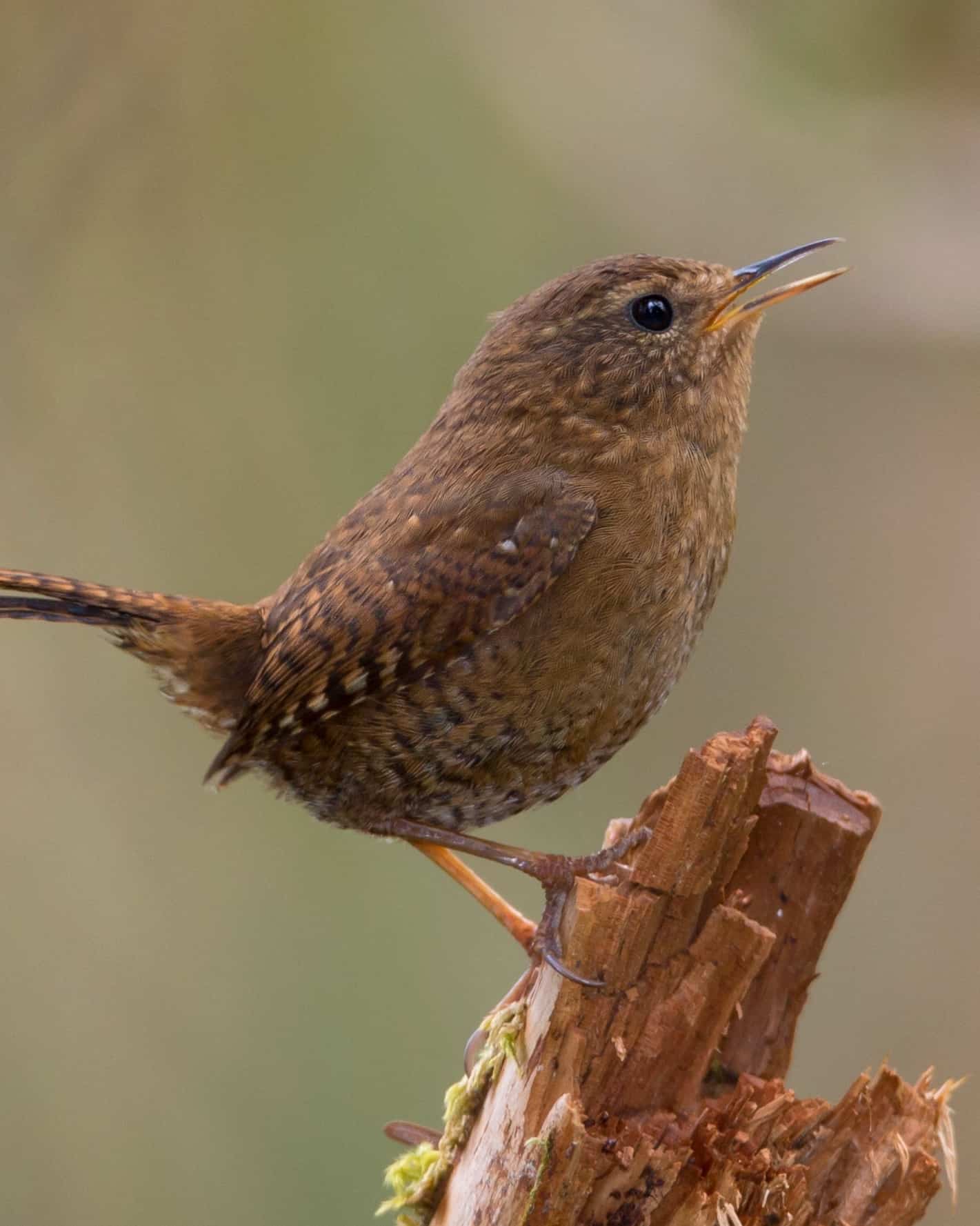 50 Small Brown Birds to Brighten Your Day