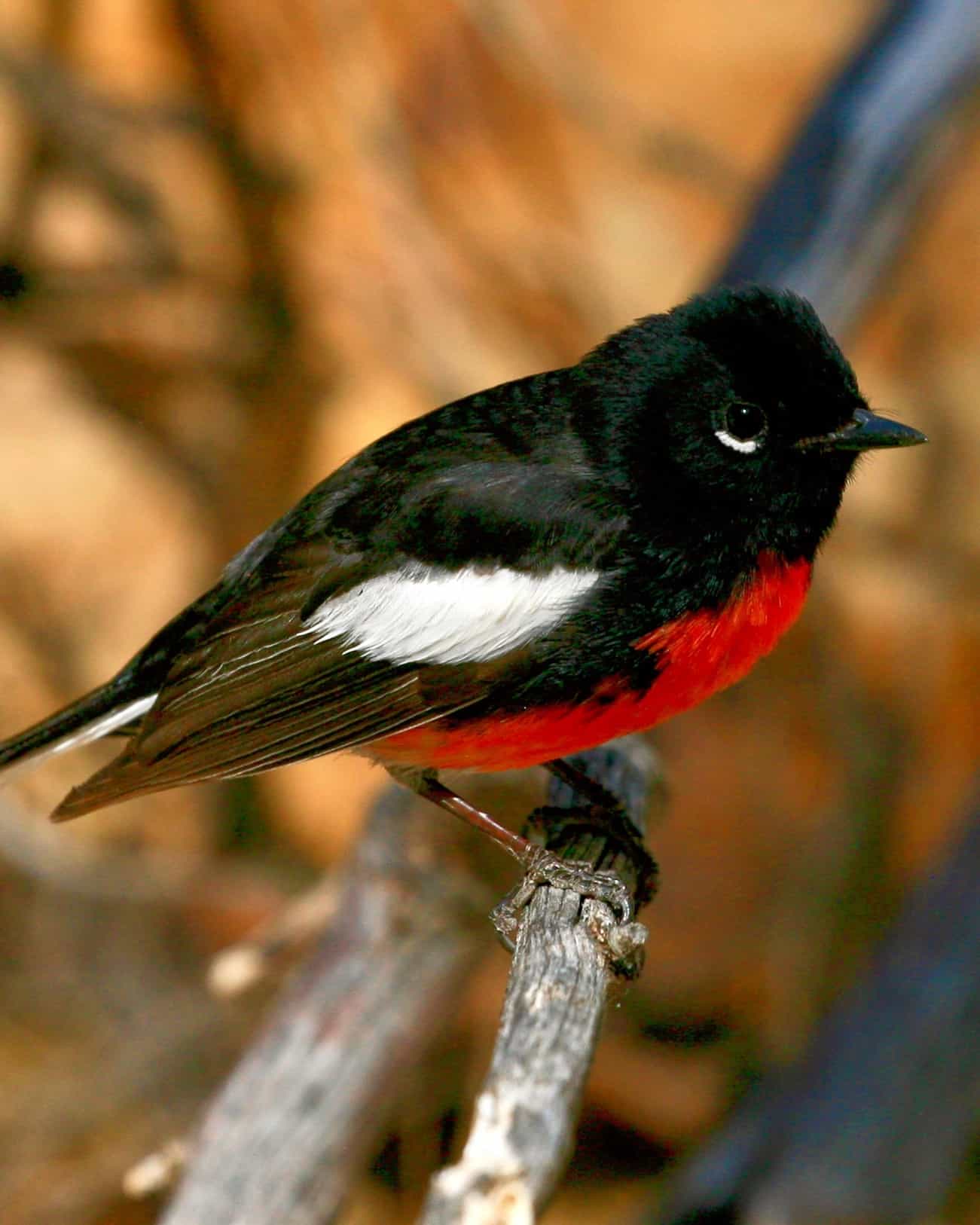 35 Birds With White Stripes on Wings