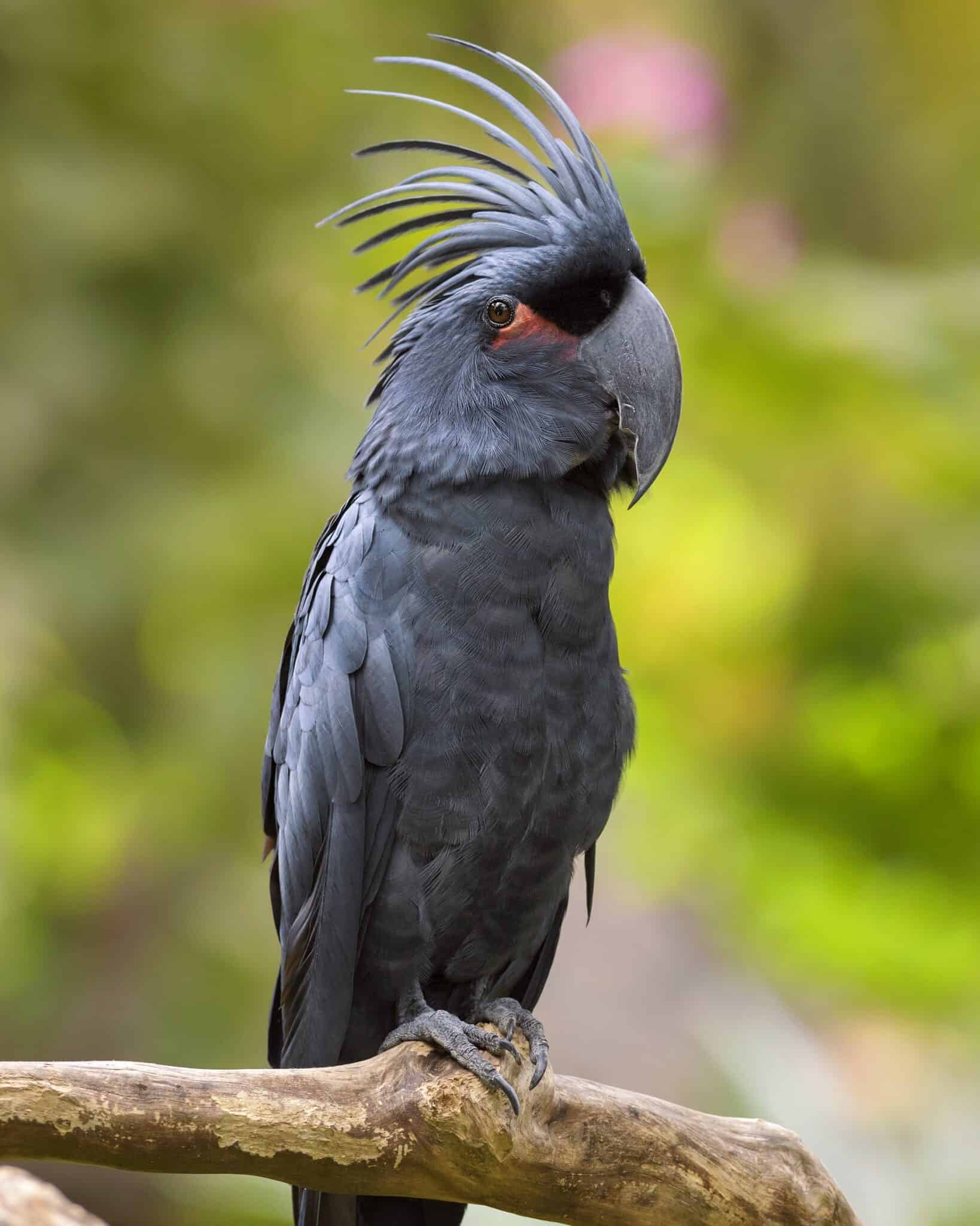 How Much Does a Cockatoo Cost? (2025 Updated)