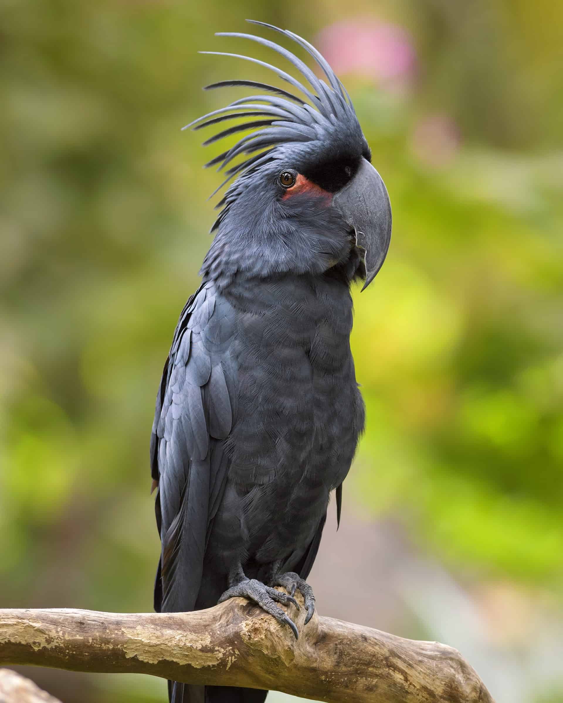 How Much Does a Cockatoo Cost? (2025 Updated)