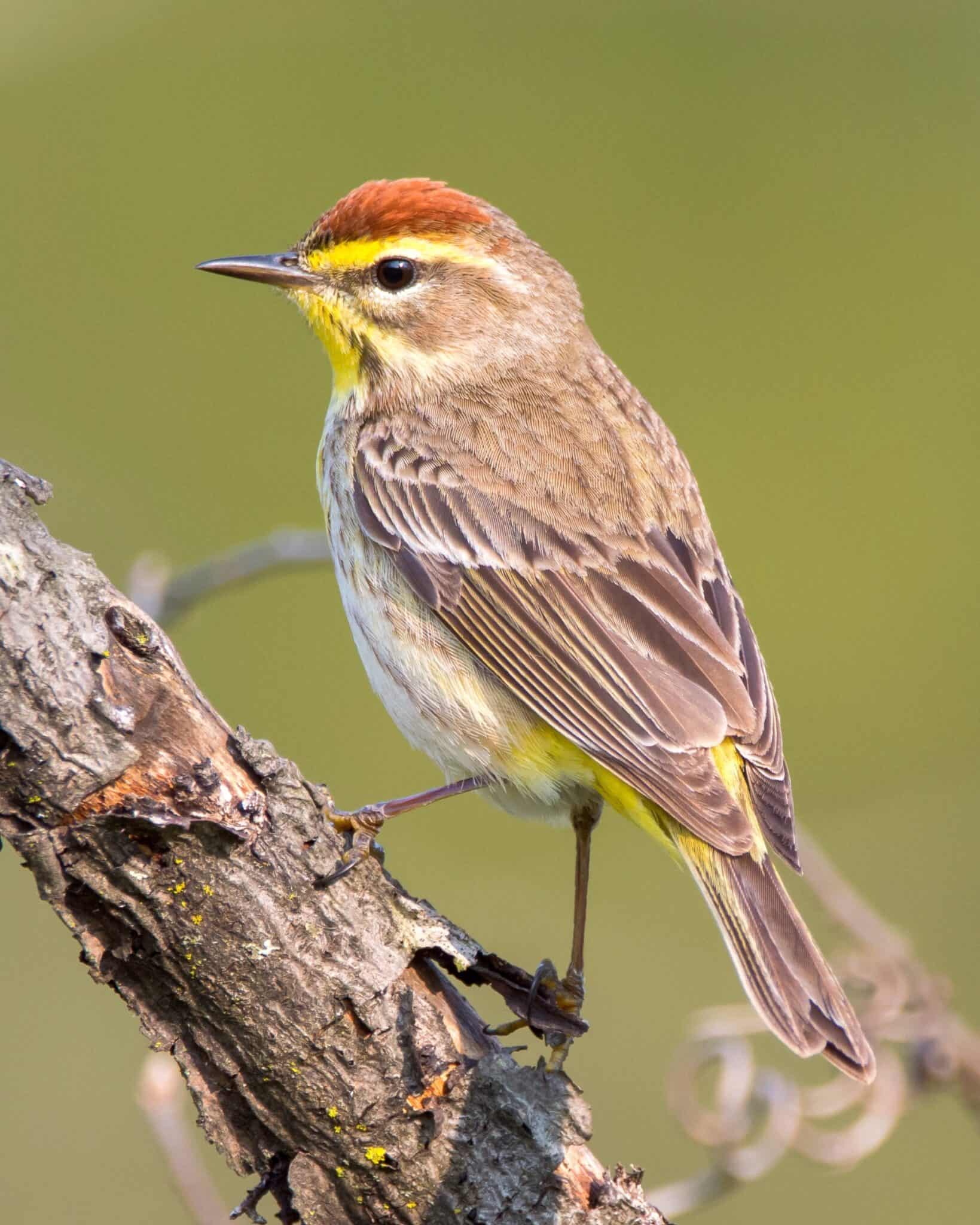 32 Species of Birds With Red Heads