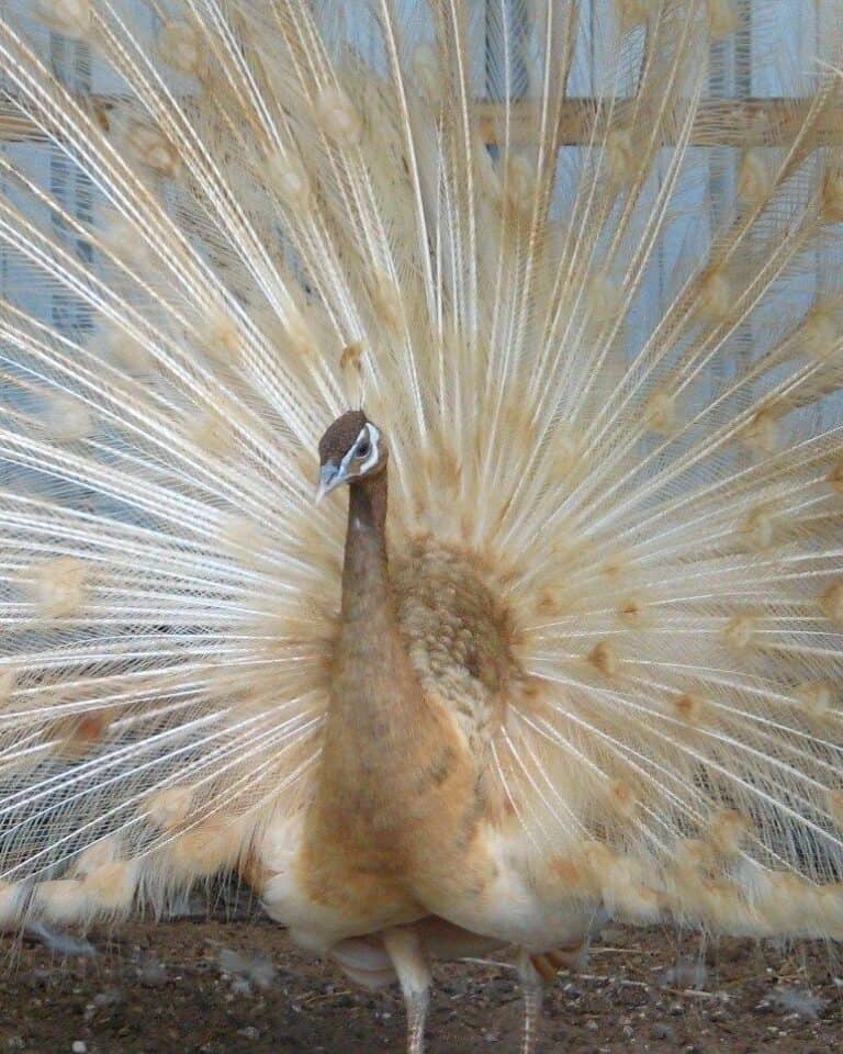 Peacock Colors, Patterns & Varieties (With Pictures)