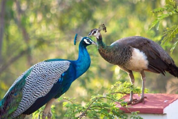 19 Cockatiel Color Mutations & Varieties