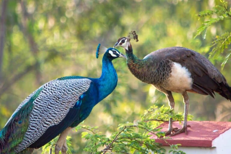 Peacock Colors, Patterns & Varieties (With Pictures)