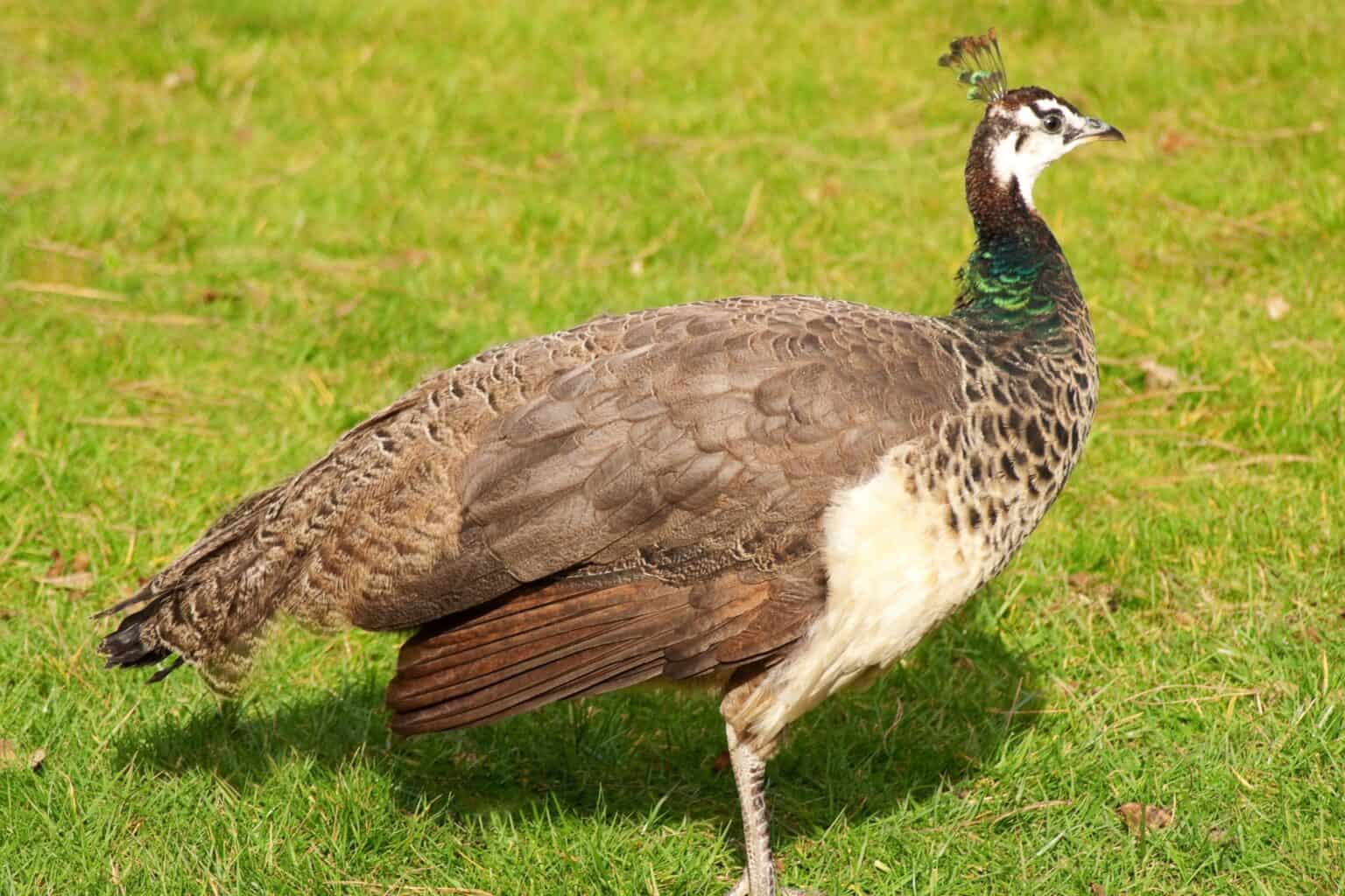 Peacock Colors, Patterns & Varieties (With Pictures)