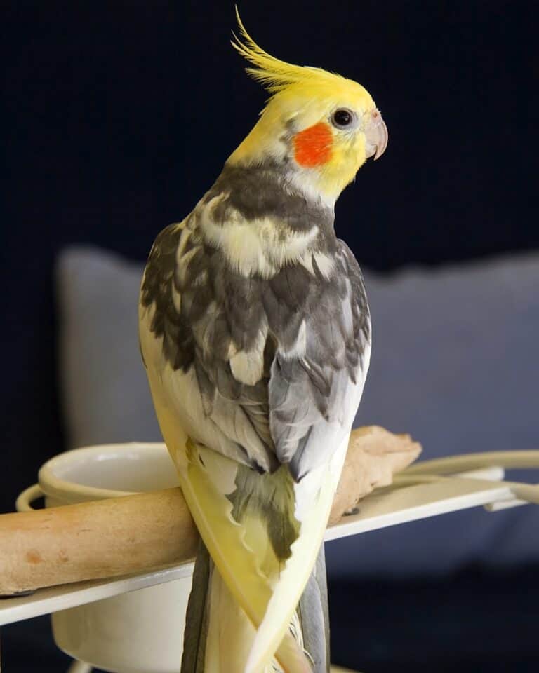 How Much Does a Cockatiel Cost? (2025 Updated)