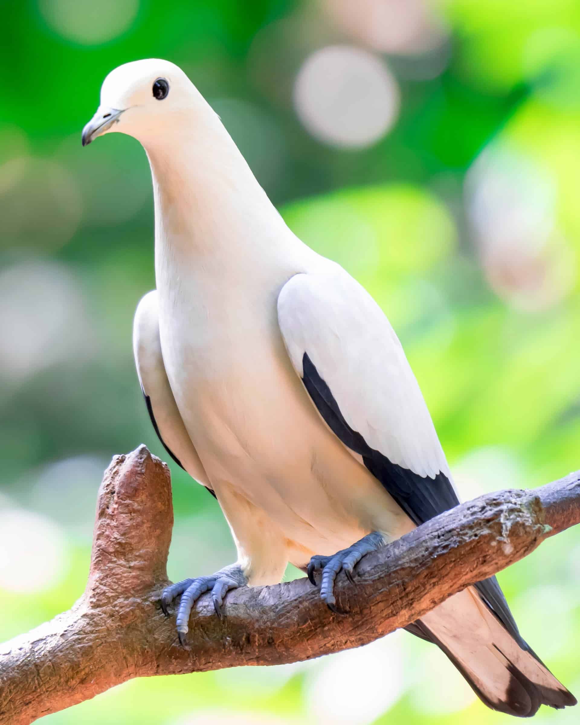 59 Different Types of Pigeons (With Pictures & Names)