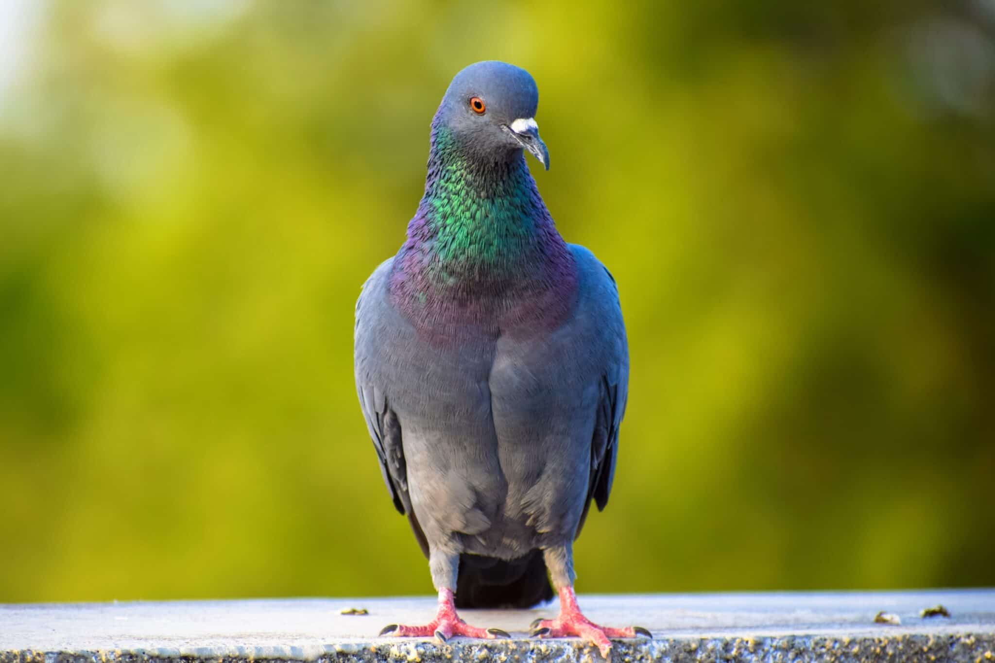 Dove vs. Pigeon: 10 Key Differences You Need to Know