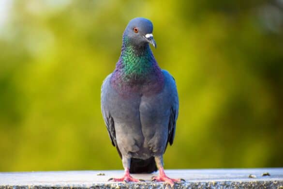 Dove vs. Pigeon: 10 Key Differences You Need to Know