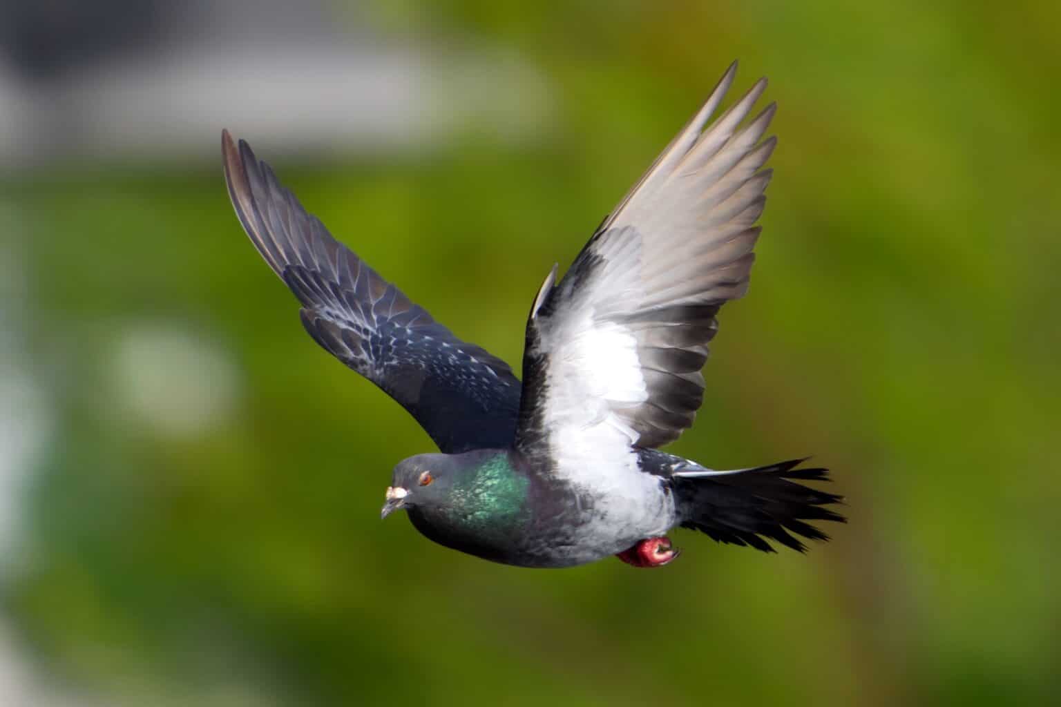 Dove vs. Pigeon: 10 Key Differences You Need to Know