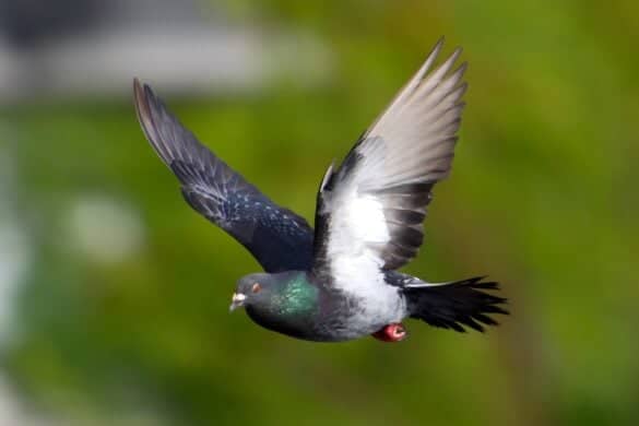 Dove vs. Pigeon: 10 Key Differences You Need to Know