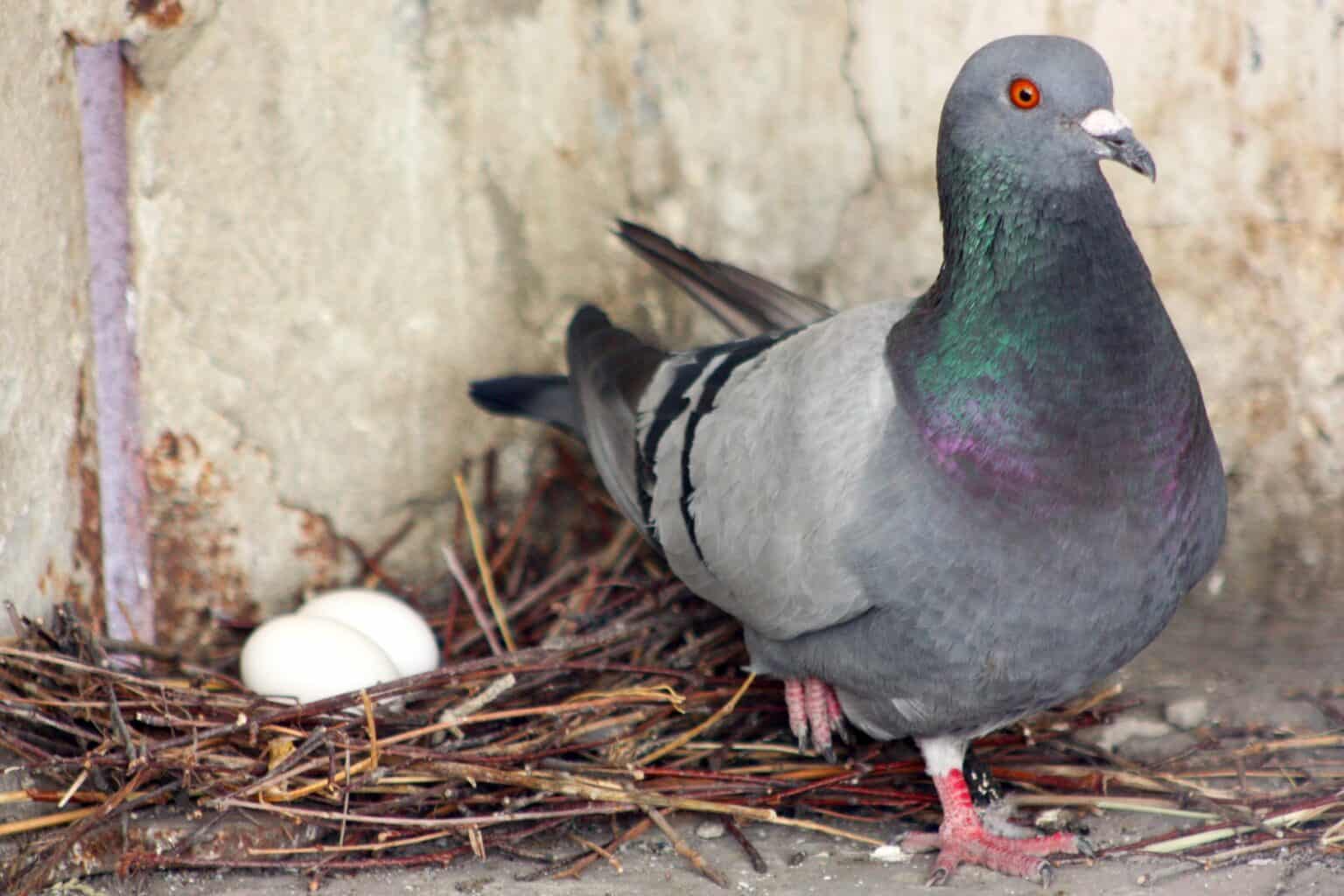 Dove vs. Pigeon: 10 Key Differences You Need to Know