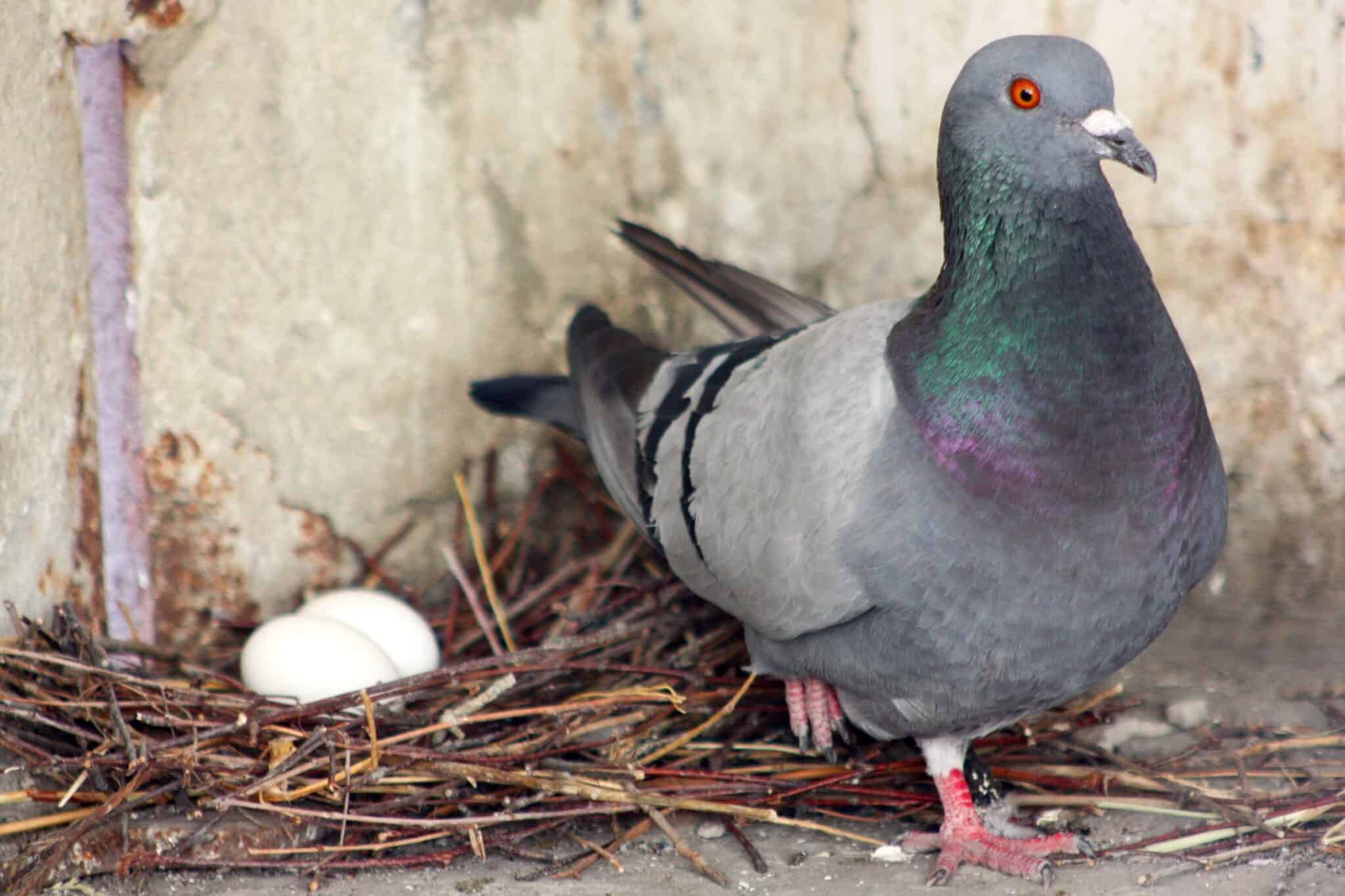 Dove vs. Pigeon: 10 Key Differences You Need to Know
