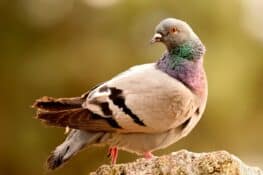 Dove vs. Pigeon: 10 Key Differences You Need to Know
