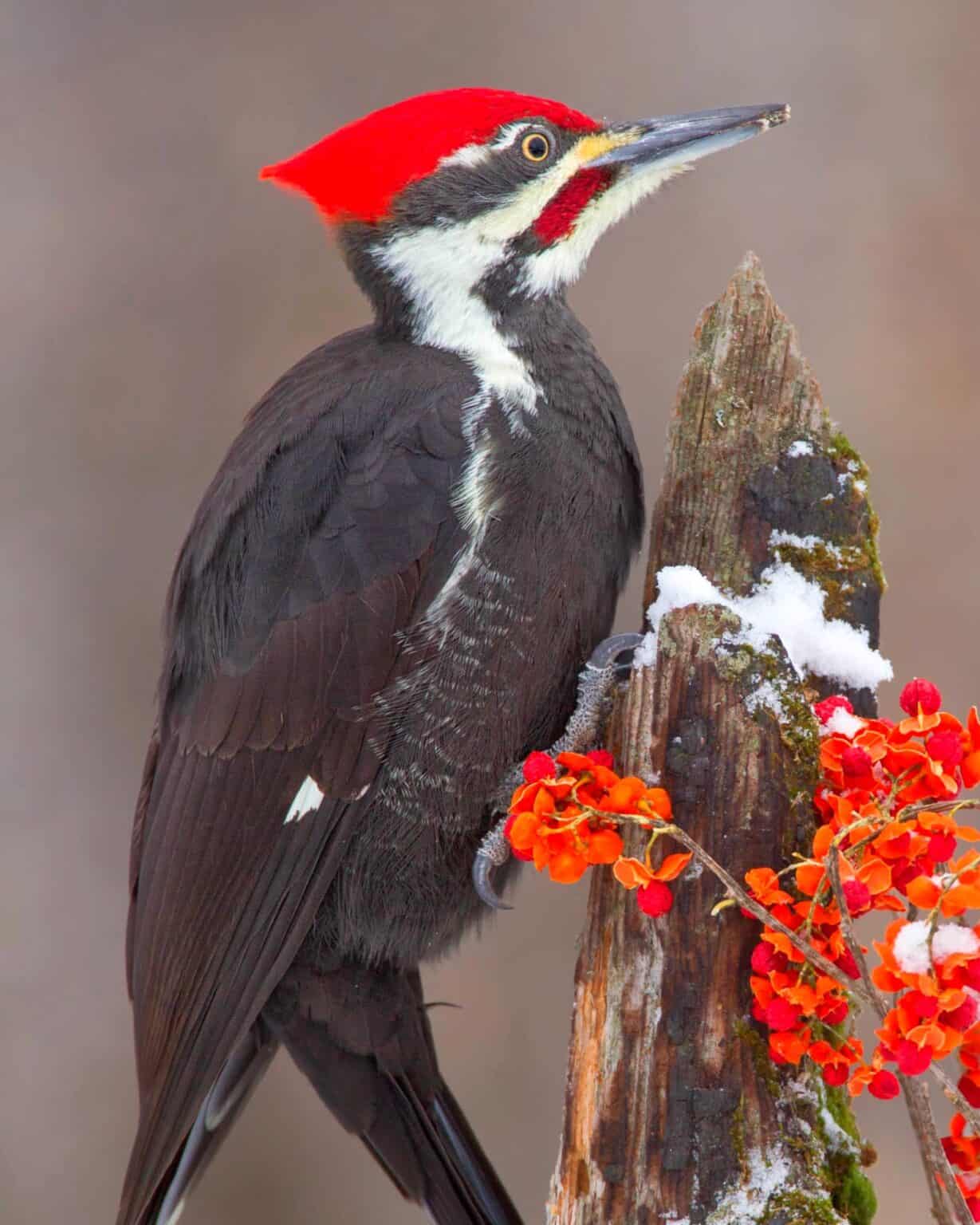 34 Black Birds With Red Heads - Bird Helpful